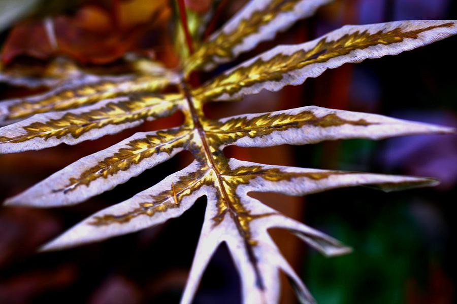 Natures Art Photograph By Lisa Vaccaro Fine Art America