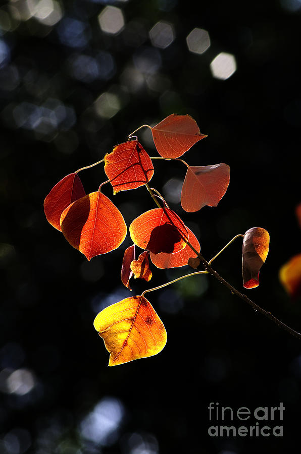 Nature's Magic Photograph by Gary Richards - Fine Art America