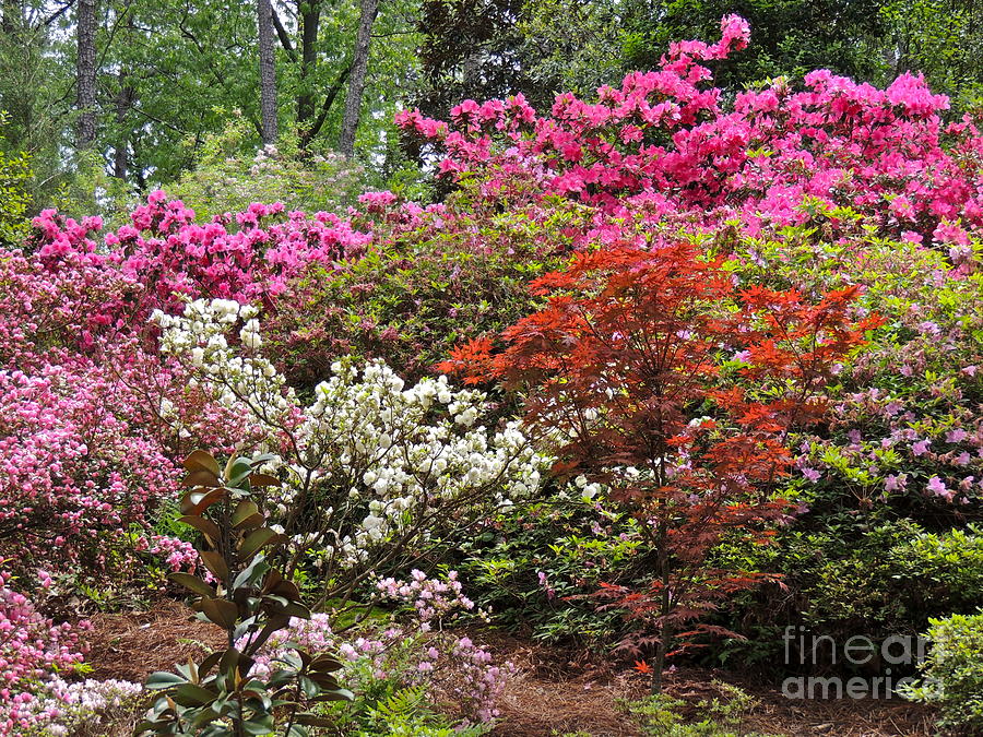 Nature's Rainbow Photograph by Eve Spring - Fine Art America