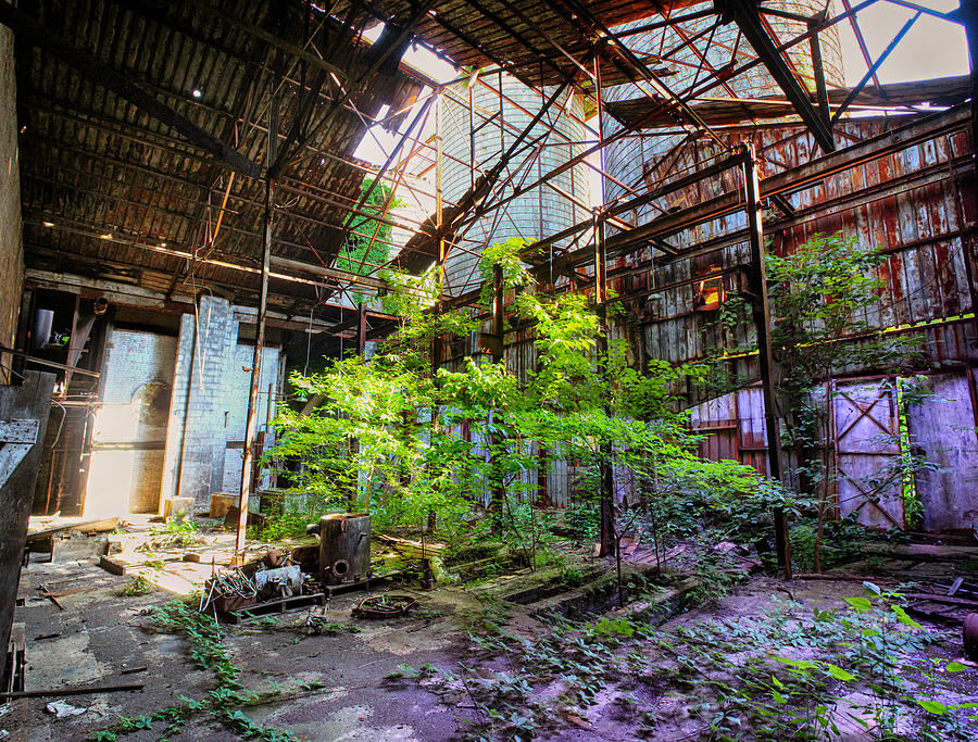 Nature's Reclamation Photograph by Justin Trevor - Fine Art America