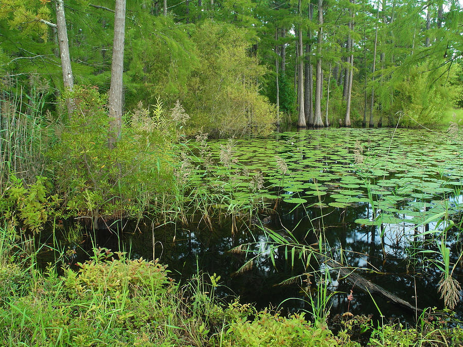 NC Marsh Photograph by Jerry Mann - Fine Art America