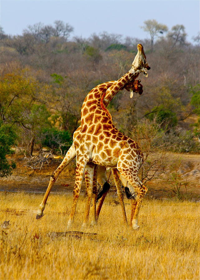 Necking Photograph by Michael Blesius - Fine Art America