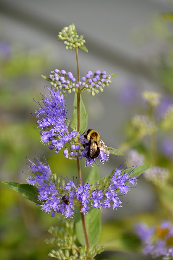 Nectar Photograph by Sandy Hannan - Fine Art America