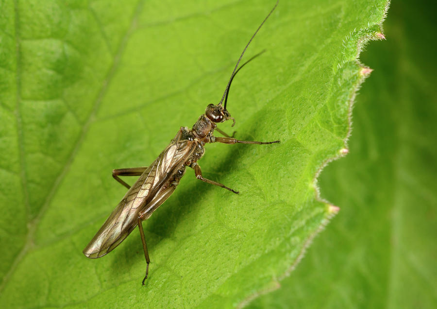 Needle Stone-fly Photograph by Nigel Downer/science Photo Library ...