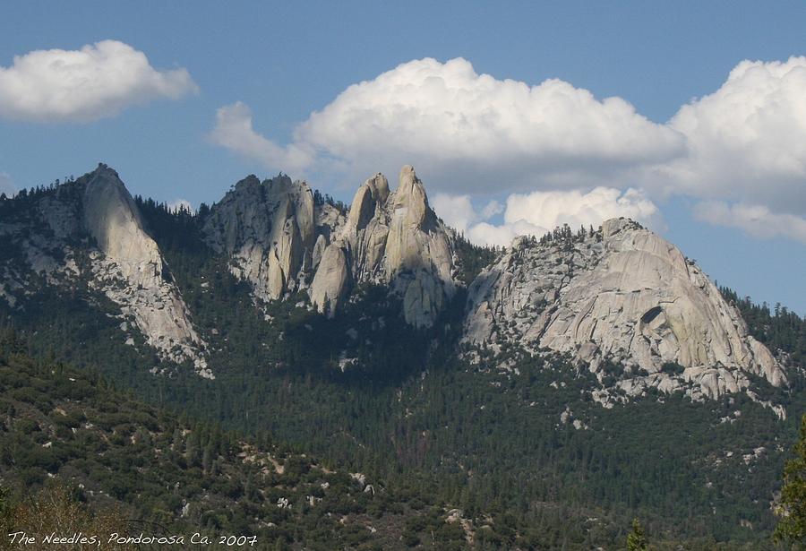 Needles Sequoia Photograph by G Scott Scribner - Fine Art America