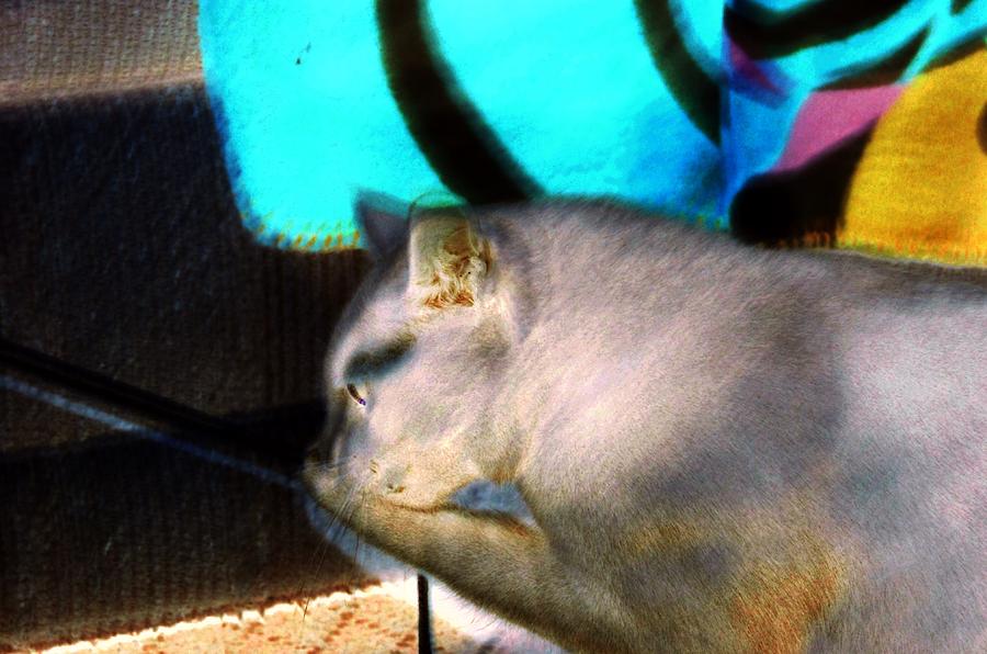 Negative cat Photograph by Karl Rose - Fine Art America