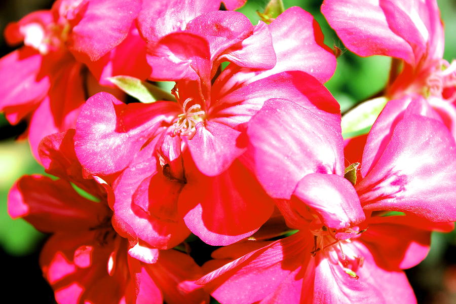 Neon Geraniums Photograph by Mavis Reid Nugent | Fine Art America