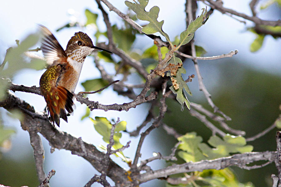 Nervous Bird Photograph by Todd Roach - Fine Art America