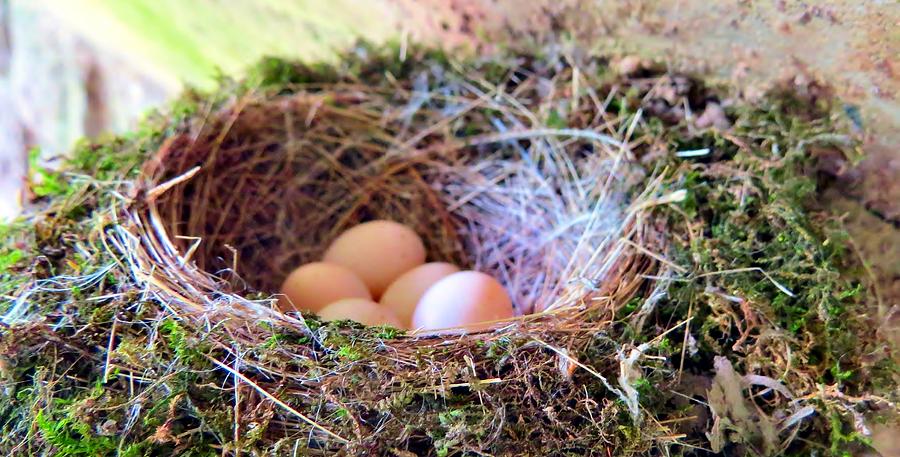 Nested Photograph by Art Dingo - Fine Art America