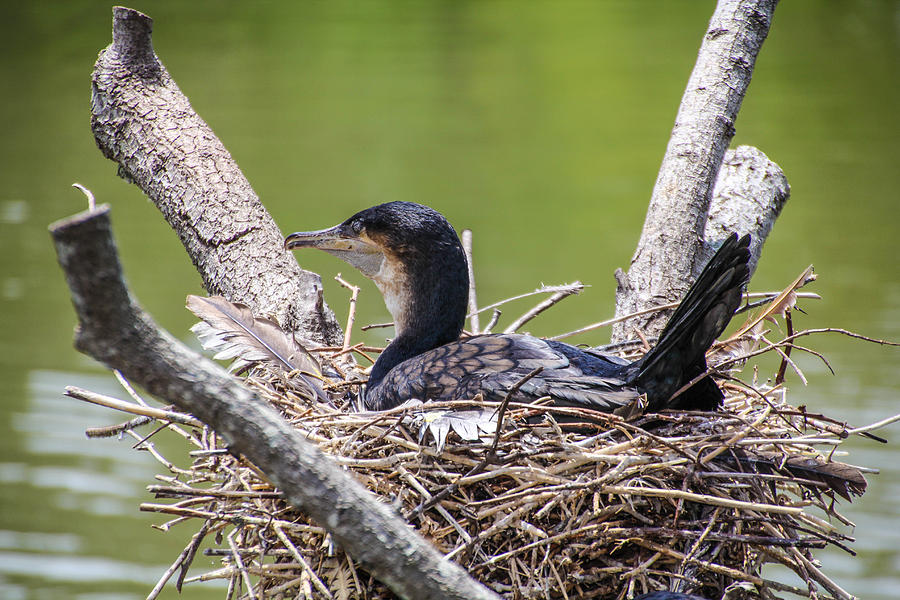 Nesting 1 Photograph by Angela Moreau - Fine Art America