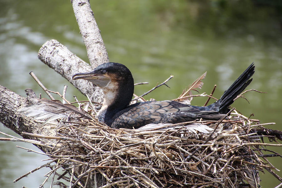 Nesting 2 Photograph by Angela Moreau - Fine Art America