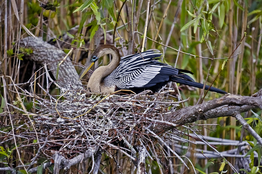 Nesting Anhinga Photograph by David Berg - Pixels