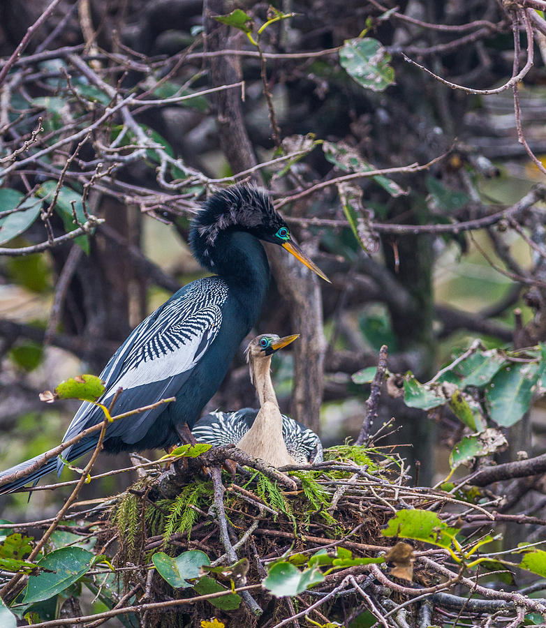 Nesting Anhinga Pair Photograph by Andrea OConnell - Fine Art America