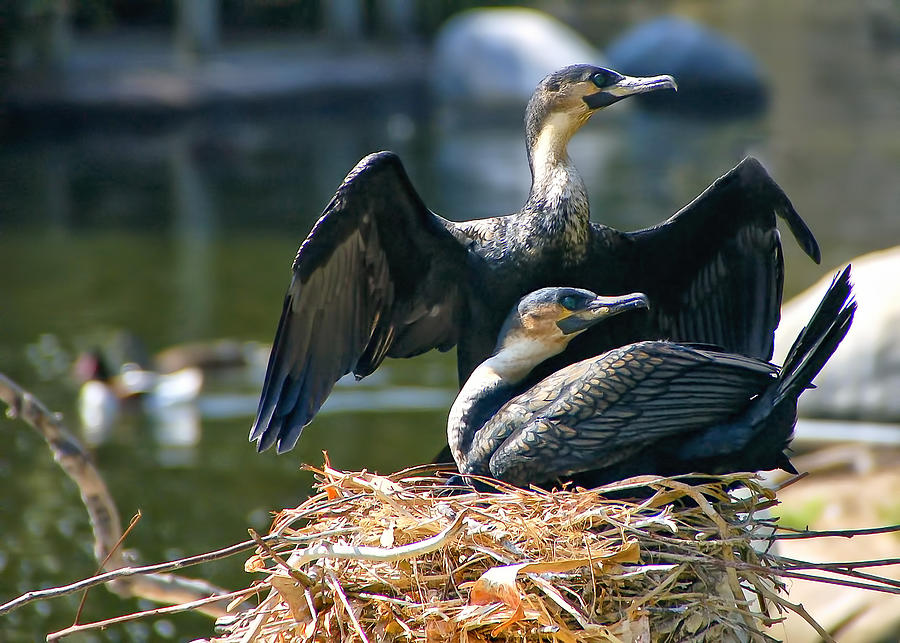 Nesting Photograph by Jon Berghoff - Pixels