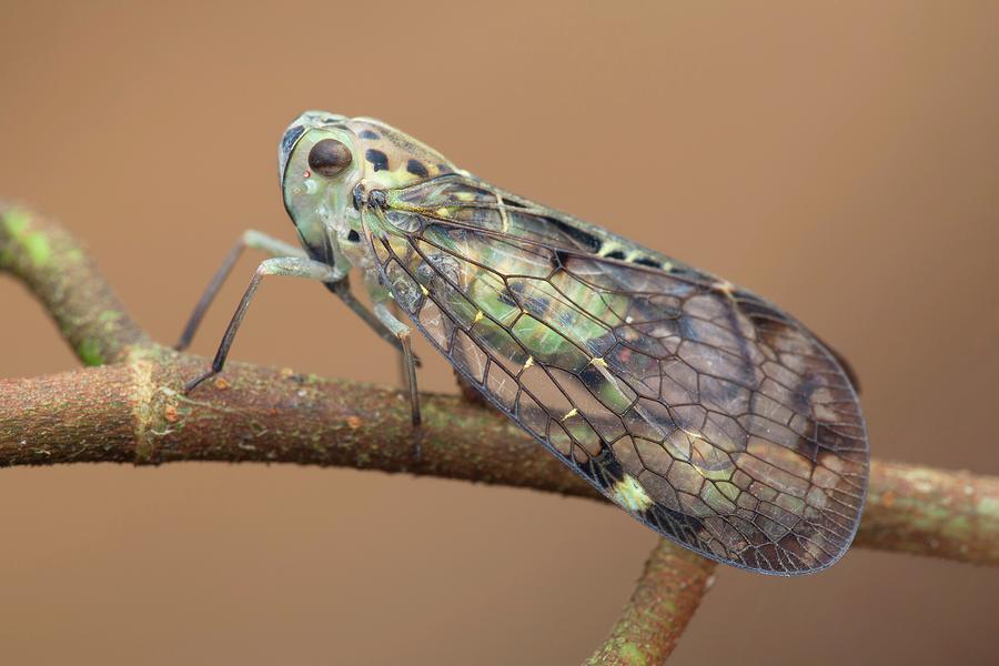 Net-winged Planthopper by Science Photo Library
