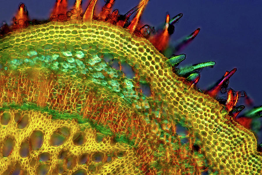 Nettle Stem by Science Photo Library