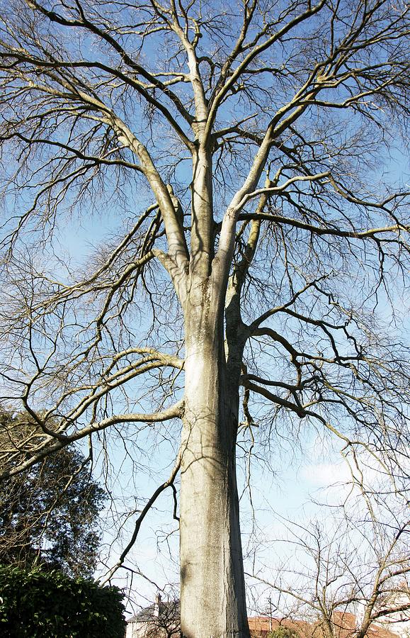 Nettle Tree (celtis Australis) Photograph by Brian Gadsby/science Photo ...