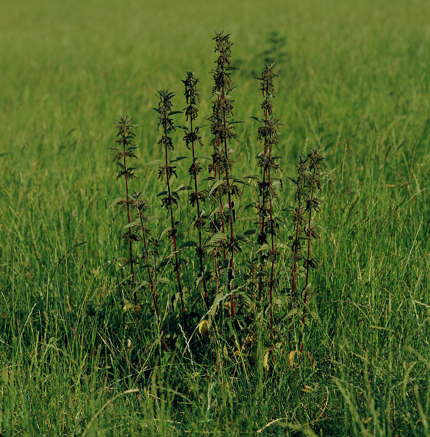 Nettles In A Field In Kent Photograph by Alex Bartell/science Photo ...