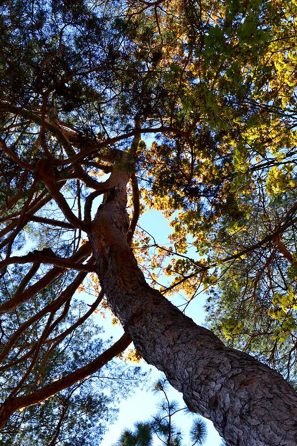 Never Ending Tree Photograph by Misty Johnson - Fine Art America