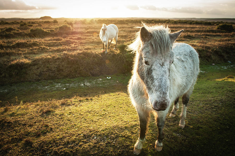 New Forest Wild Ponies Photograph by Projectb - Pixels