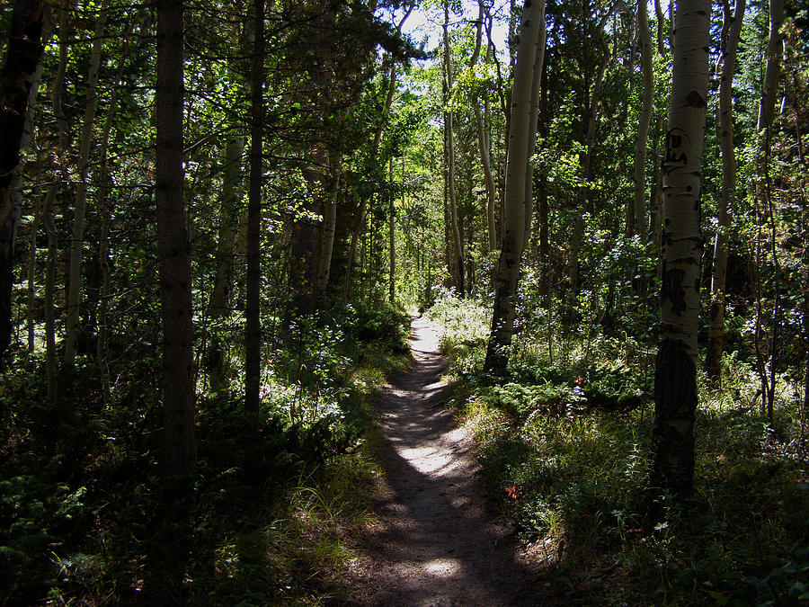 Nice aspen tree trail Photograph by Thomas Samida - Fine Art America