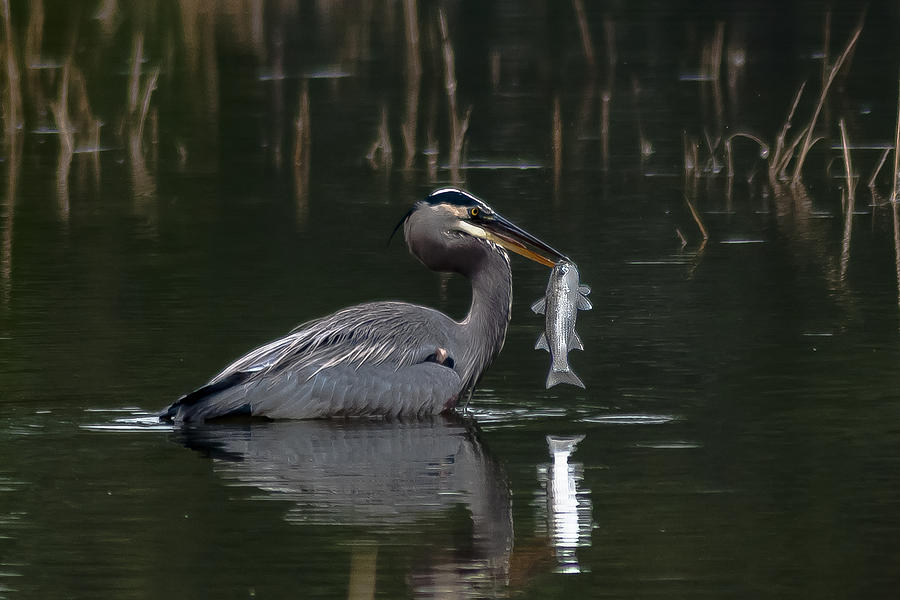 Nice Catch Photograph by Charles Moore - Fine Art America