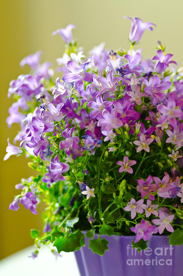 Nick's Table Top Still Photograph by Nick Boren