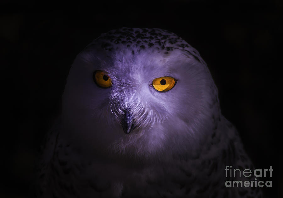 Owl Night Vision