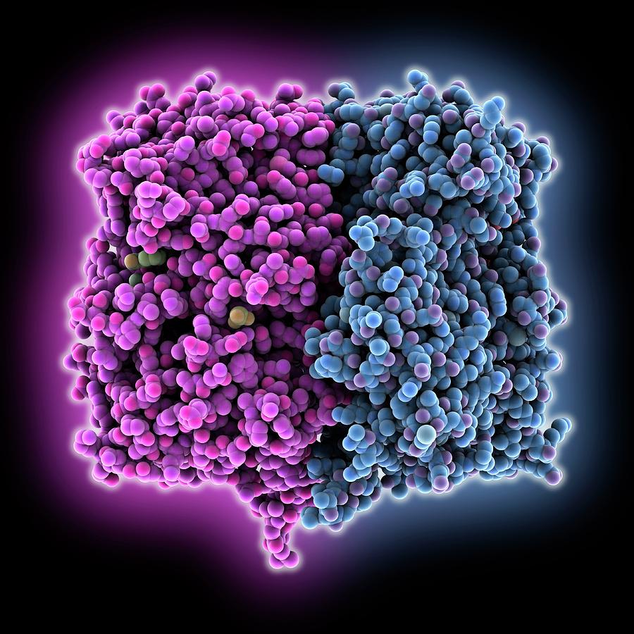 Nitric Oxide Synthase Reductase Photograph By Laguna Designscience Photo Library Fine Art America