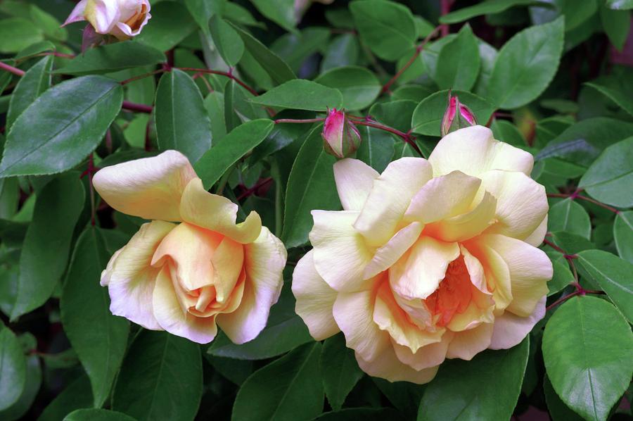 Noisette Climbing Rose 'crespuscule' Photograph by Brian Gadsby/science ...