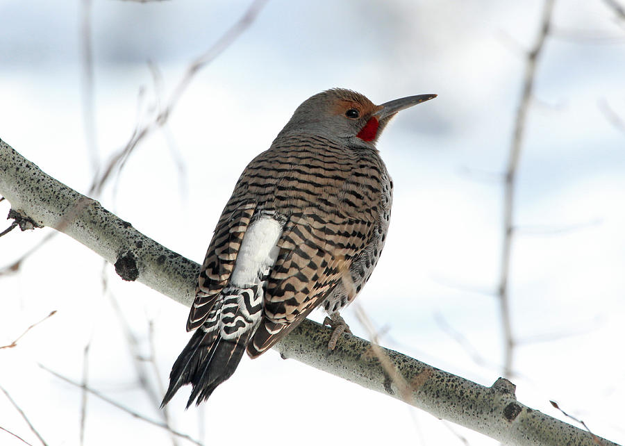 Northern Flicker Backside Photograph by Bob Camp - Fine Art America