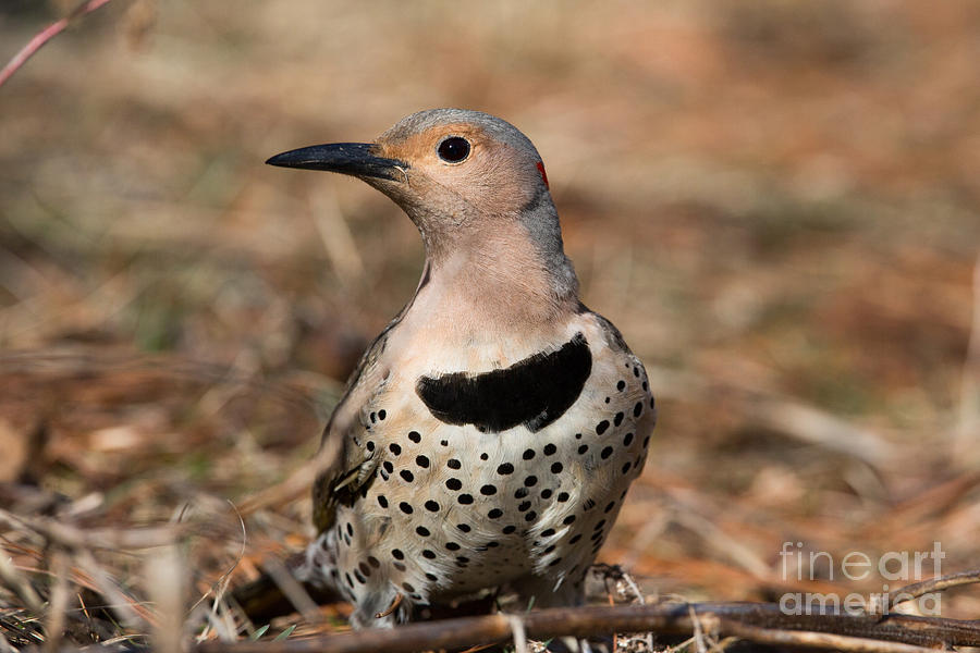 Northern Flicker Female Photograph by Linda Freshwaters Arndt - Pixels