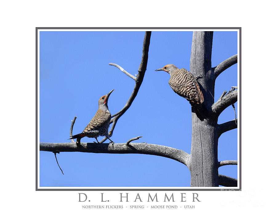 Northern Flickers Photograph by Dennis Hammer - Fine Art America