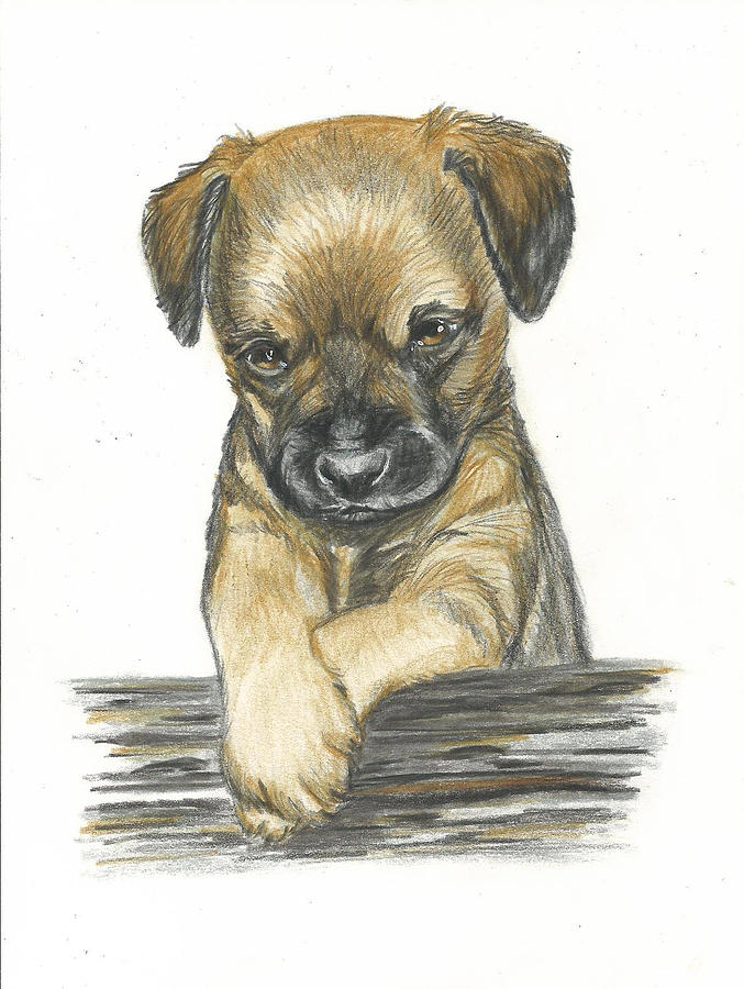 Not me Drawing by Daniele Trottier - Fine Art America