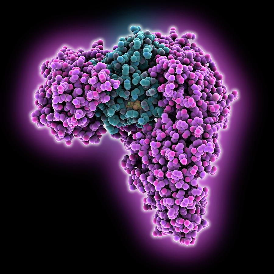 Nuclear Import Complex Molecule by Science Photo Library