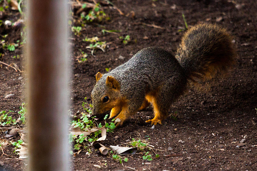 Nut Diving Photograph by Lee Lynch - Fine Art America