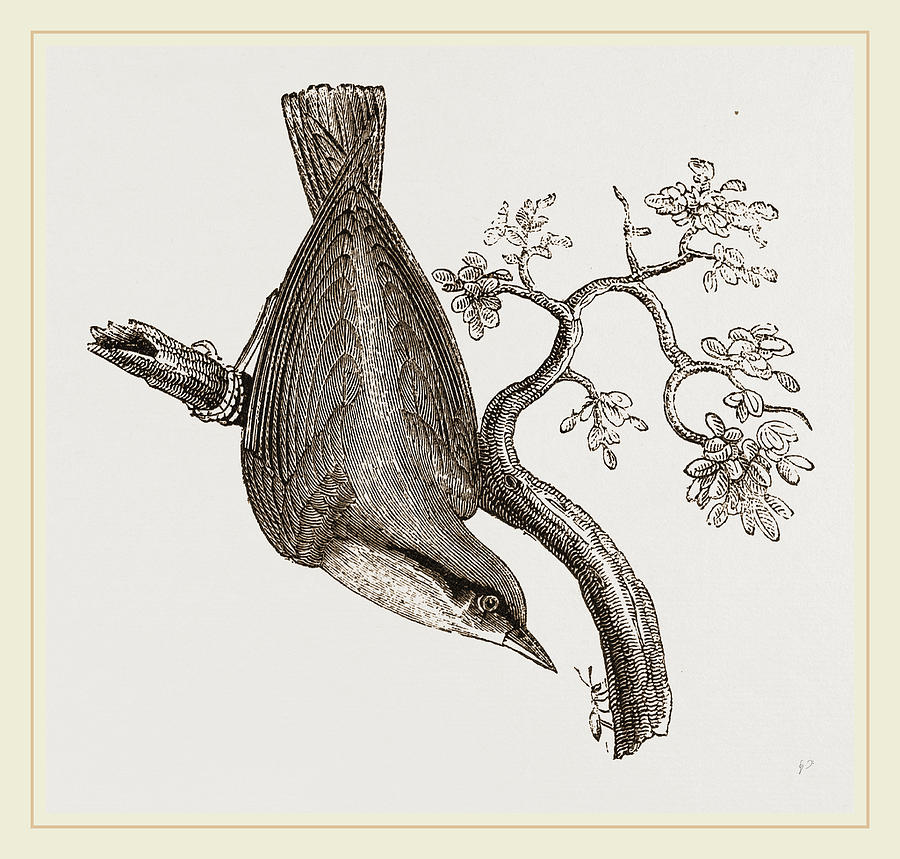 Nuthatch Drawing by Litz Collection - Fine Art America