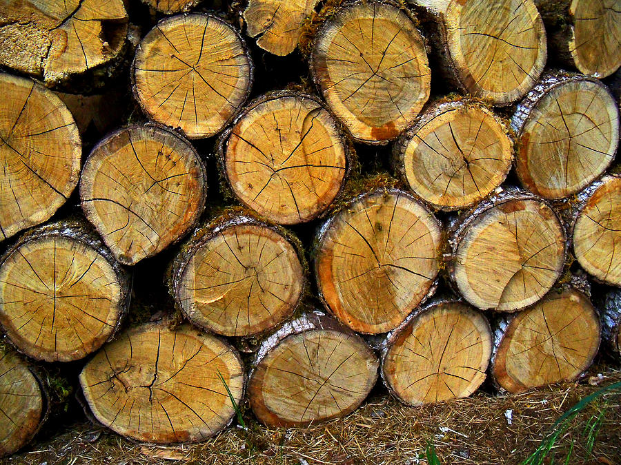 Oak Stack Photograph by Steve Battle - Fine Art America