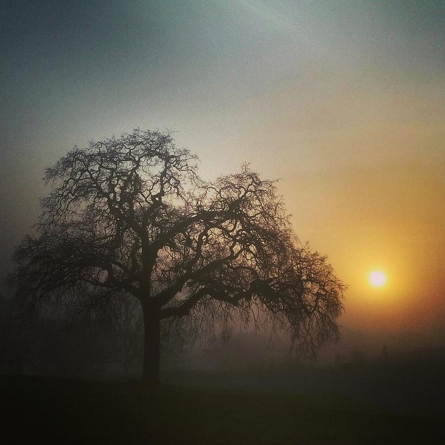 Oak Sunset Photograph by Allison Boring | Fine Art America