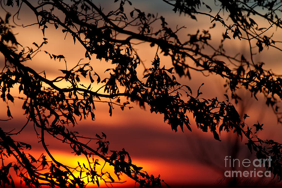 Oak Sunset Photograph by RT Phillips - Fine Art America