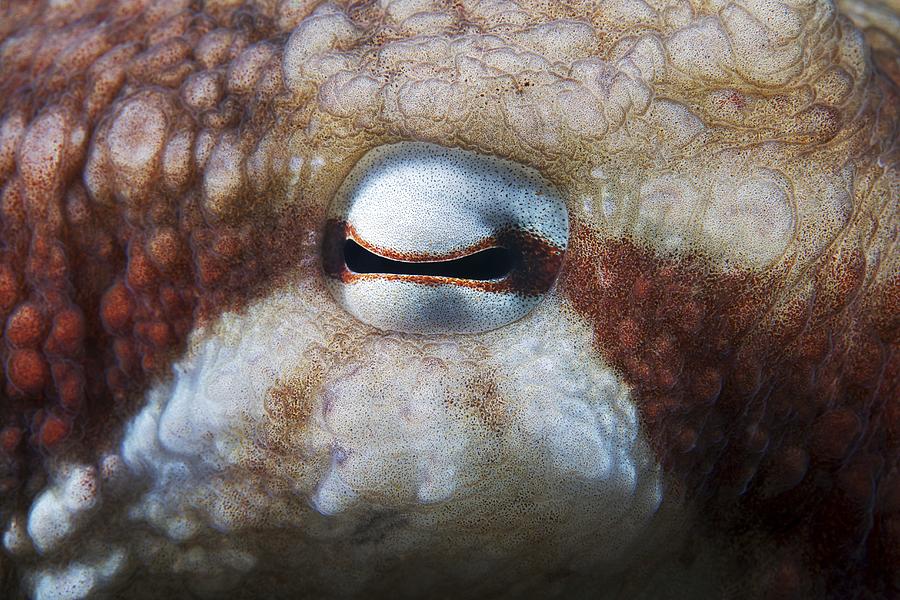 Octopus eye Photograph by Science Photo Library - Fine Art America