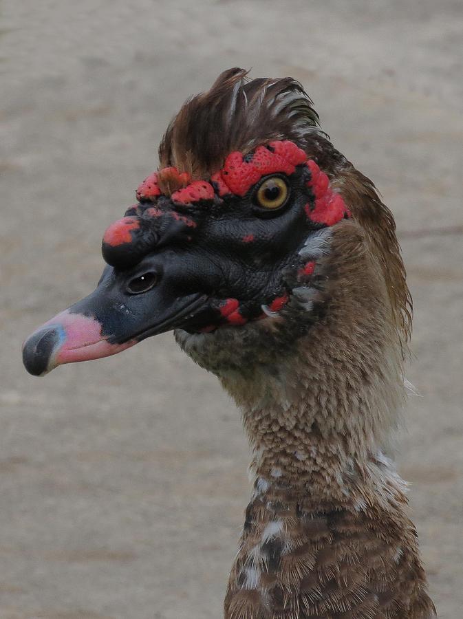 Odd Duck Photograph by Bill Marder - Pixels