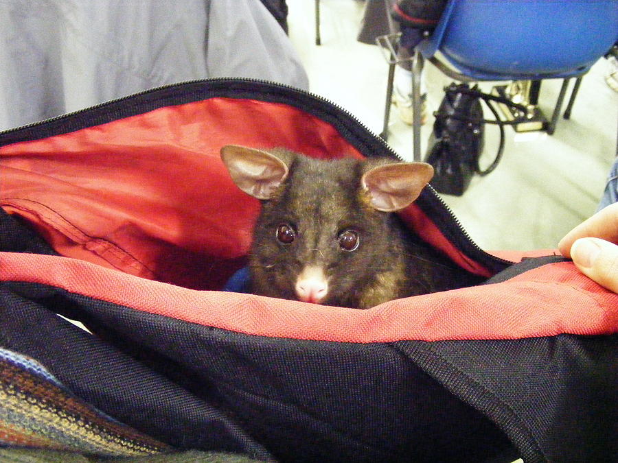 Odd Possum Photograph by CL Redding - Fine Art America