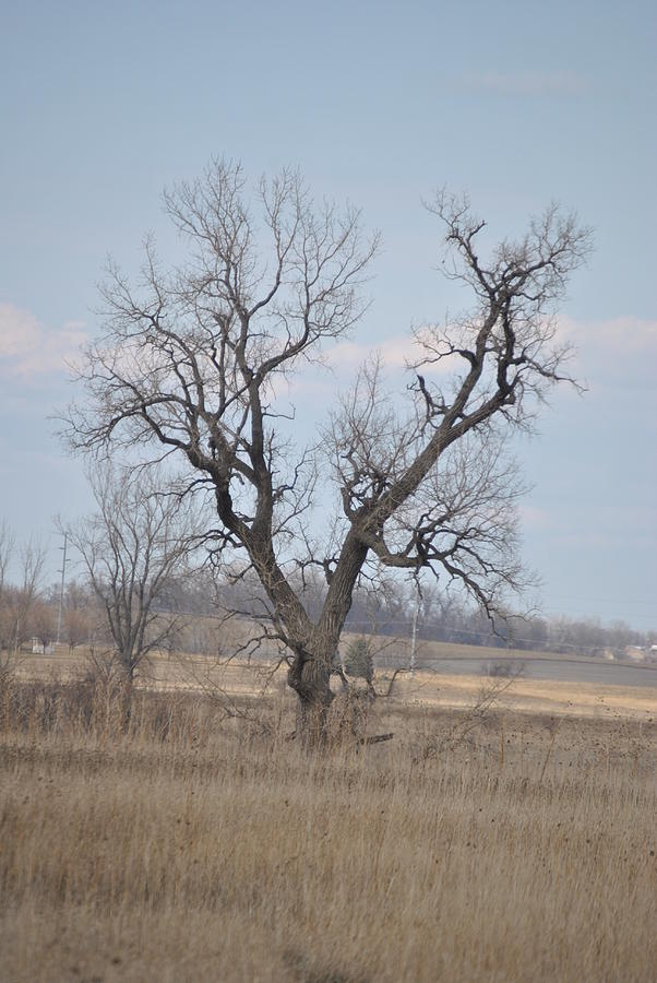 Odd Tree Photograph by Malissa Hamner - Fine Art America