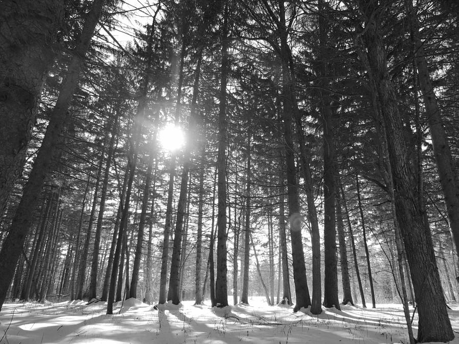 Ode to a WInter Day in Black and White Photograph by Chad Currin - Pixels