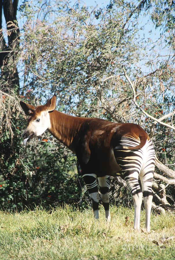 Okapi Photograph by Mark Newman | Pixels