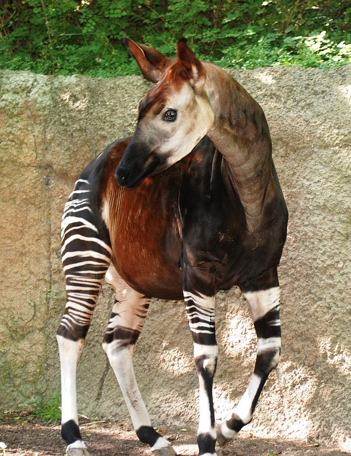 Okapi Photograph by Pamela Schreckengost - Pixels