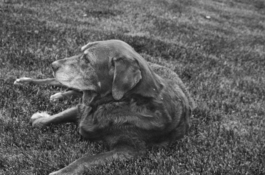 Old Chocolate Lab Photograph by Michael Wright - Pixels