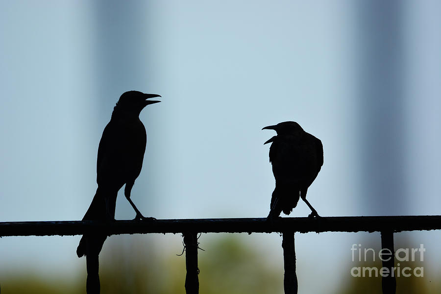 Old Crows Photograph by Marti Dickson - Fine Art America