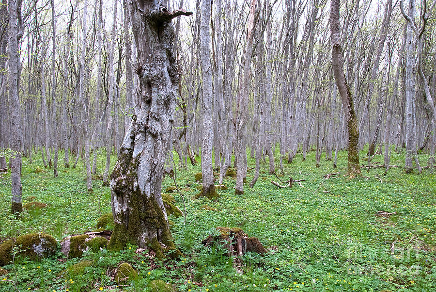 Old forest Photograph by Kennerth and Birgitta Kullman - Pixels